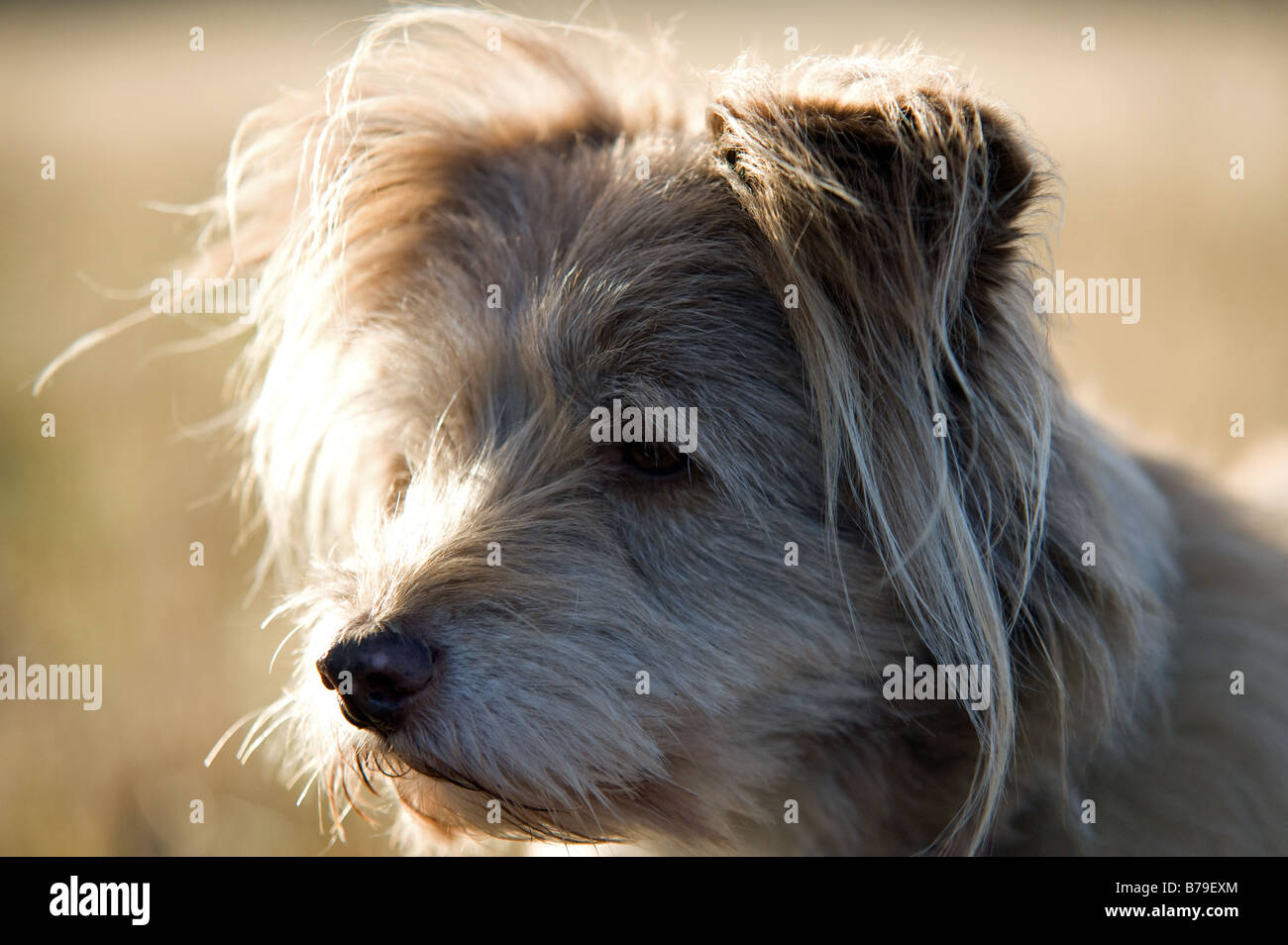 Cute, fluffy, unusual k9 dog in relaxed pose with adorable fluffy ears ...