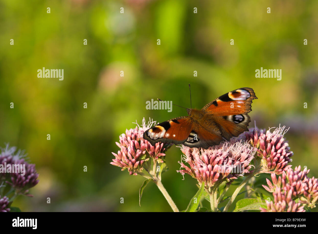 Peacock butterfly Inachis io Stock Photo - Alamy