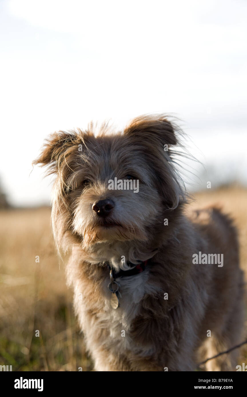 Cute, fluffy, unusual k9 dog in relaxed pose with adorable fluffy ears ...