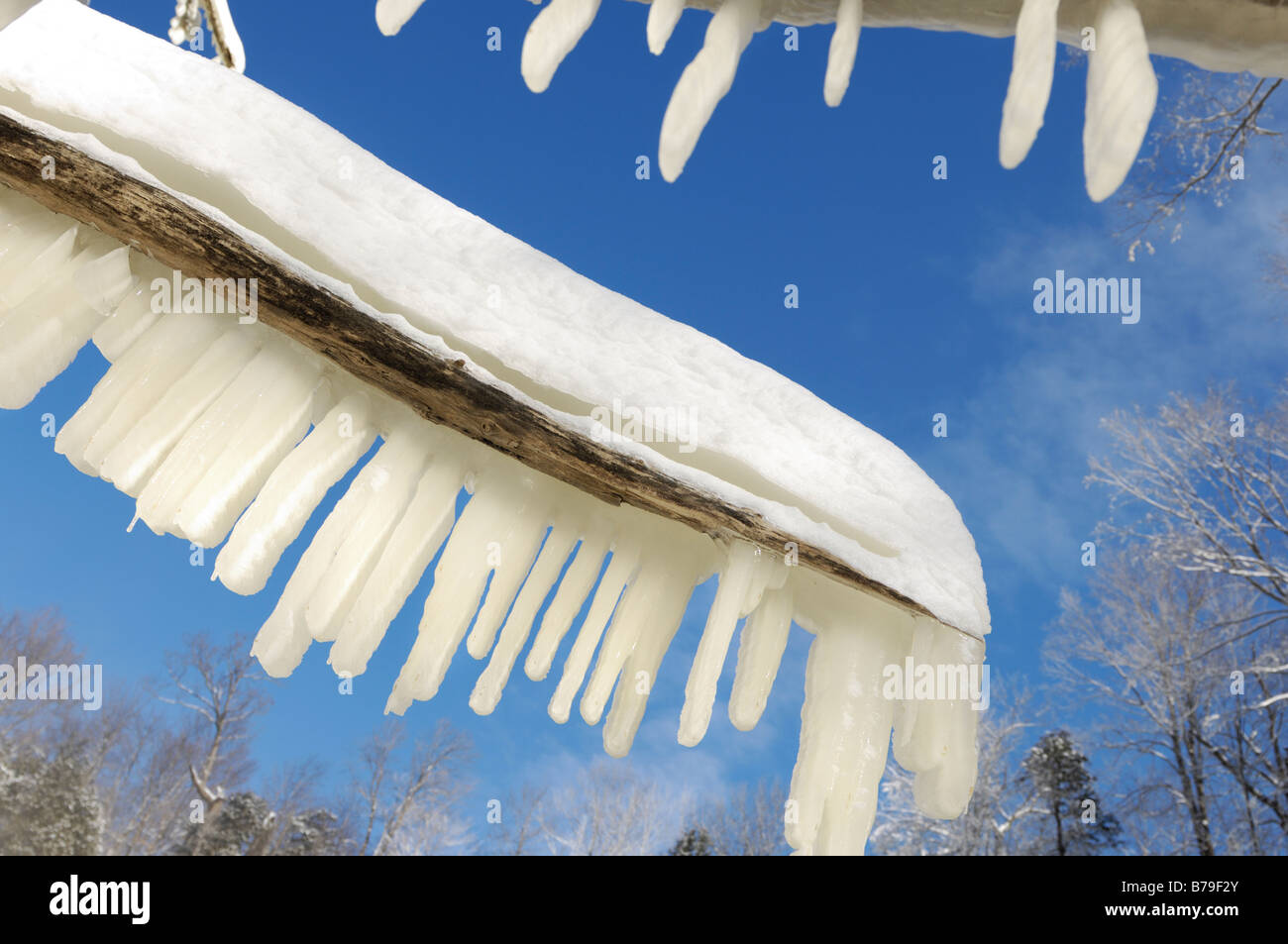 Flat icicles hanging from a tree branch Stock Photo - Alamy