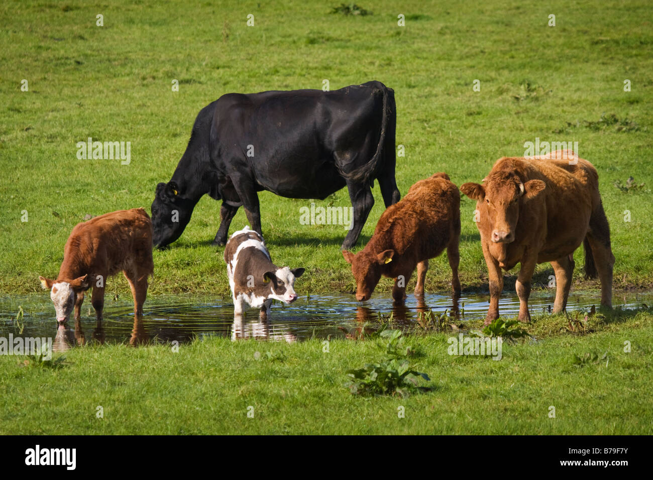 Suckler cows hi-res stock photography and images - Alamy