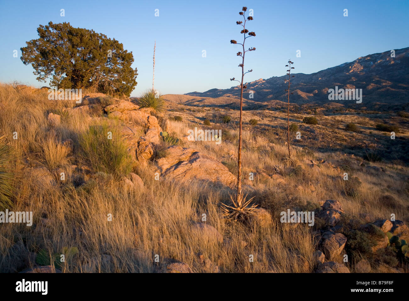 Rincon Mountains near Tucson Arizona as seen from Reddington Rd Stock ...