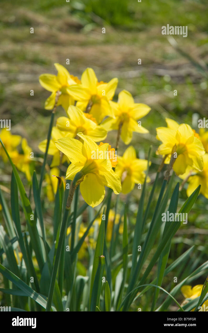 Daffodils beside the River Tweed at kelso Scottish Borders Stock Photo ...