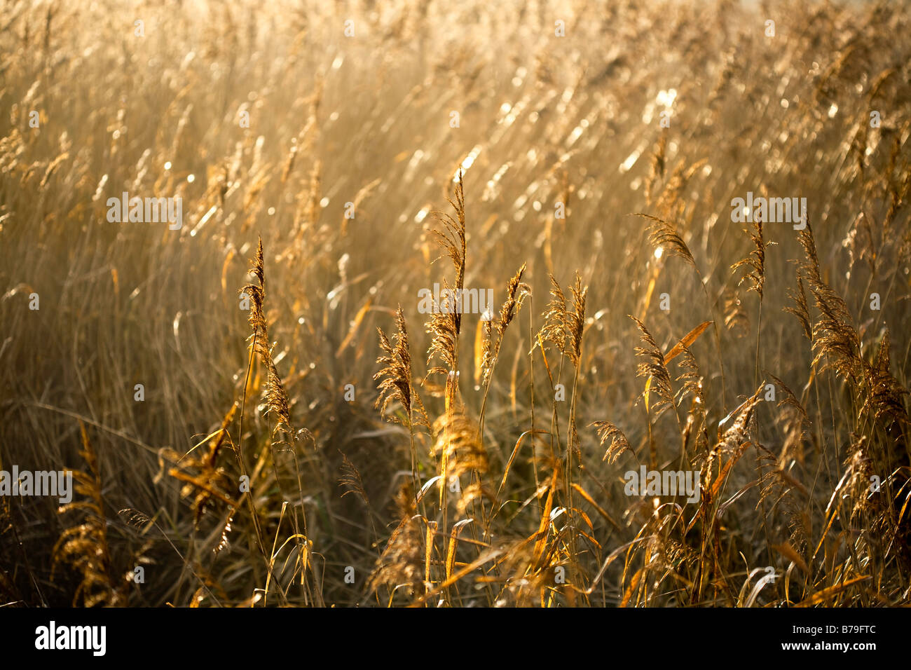 Habitat reed beds hi-res stock photography and images - Alamy