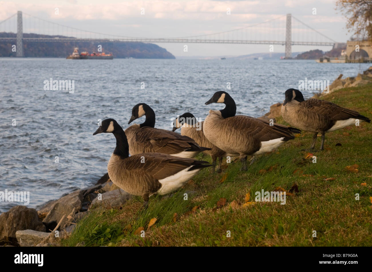 New York NY 9 November 2008 Canada Geese Branta canadensis on the shore ...