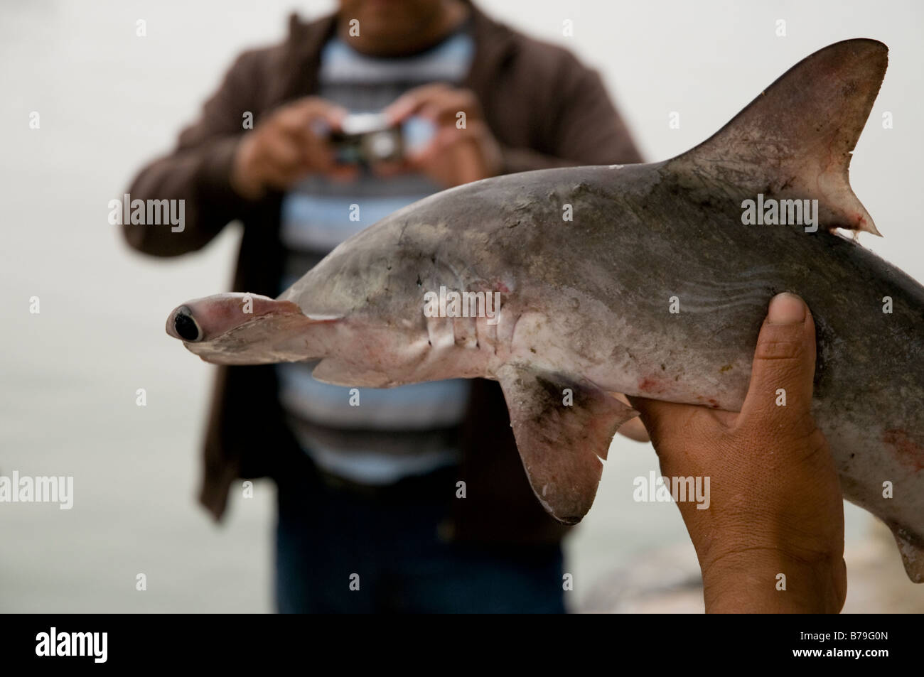 Dead smooth hammerhead shark Sphyrna zygaena held by fisherman, Paracas ...