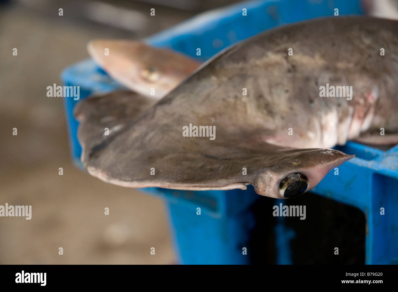 Smooth hammerhead shark Sphyrna zygaena Stock Photo - Alamy