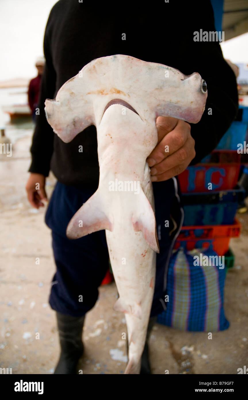 Smooth hammerhead shark Sphyrna zygaena Stock Photo - Alamy