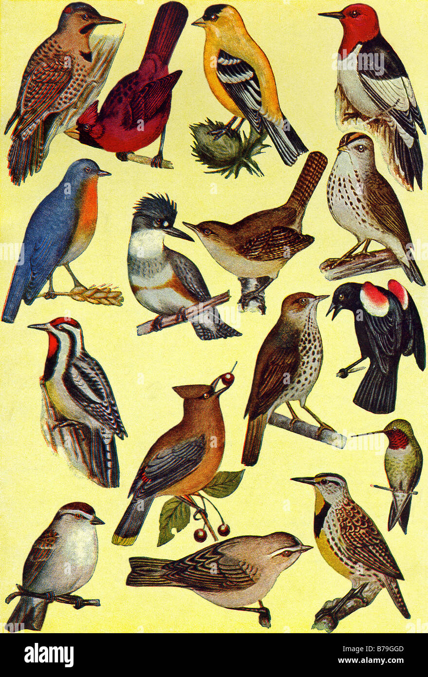 Common lark hi-res stock photography and images - Alamy