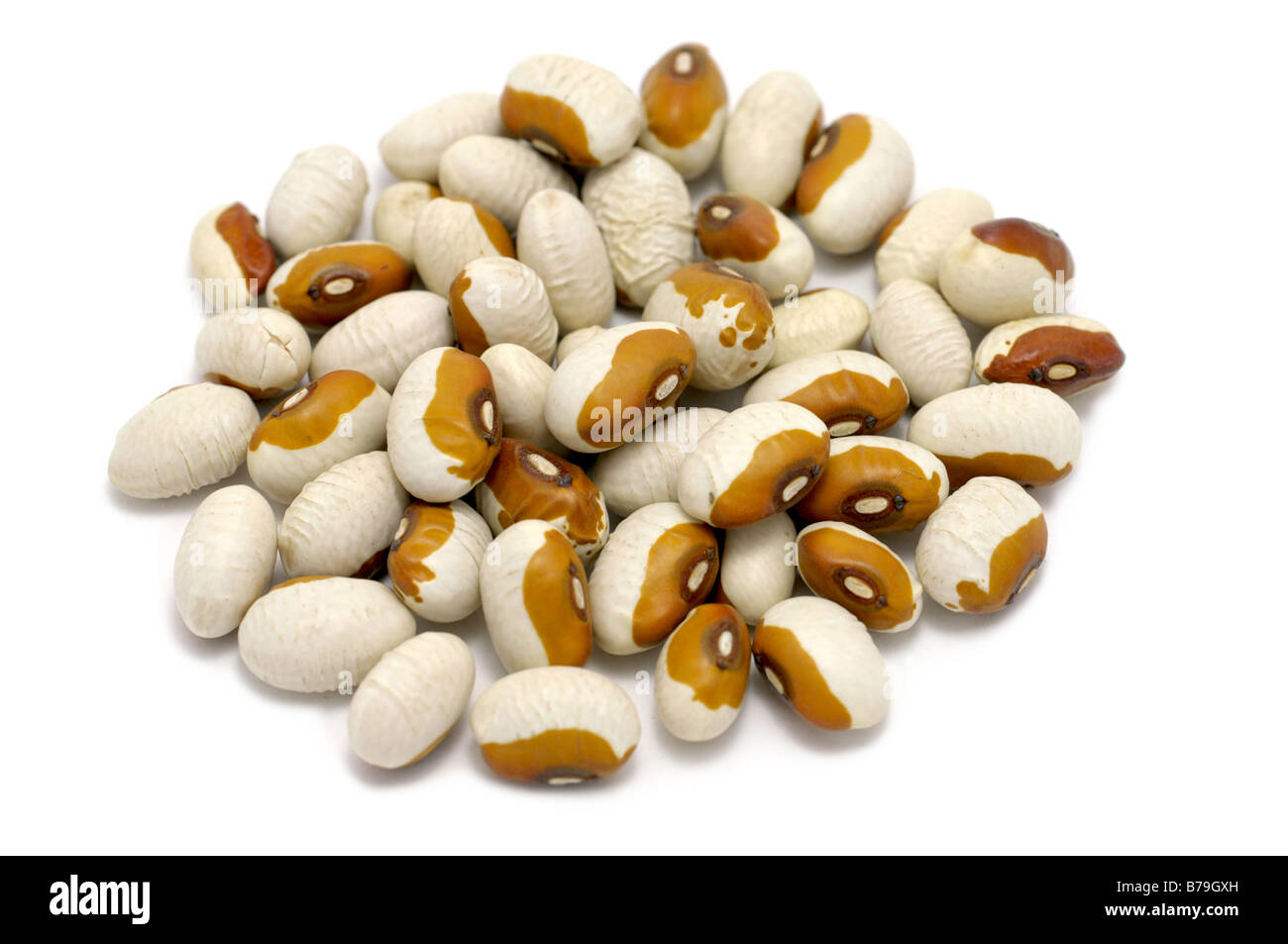 Yellow Eye Beans (Phaseolus Vulgaris Stock Photo - Alamy