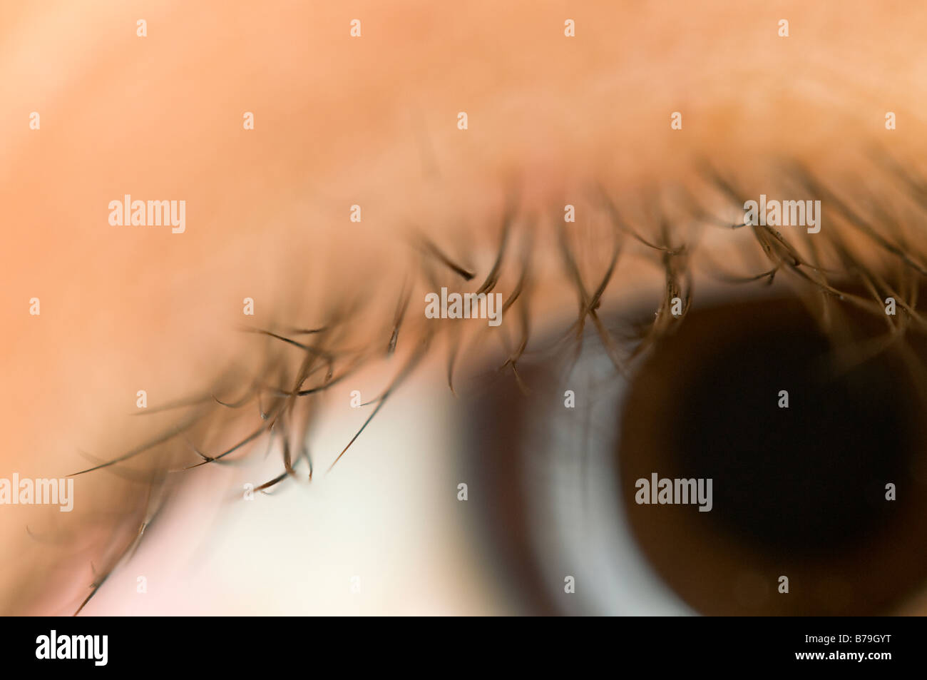 Lash hi-res stock photography and images - Alamy