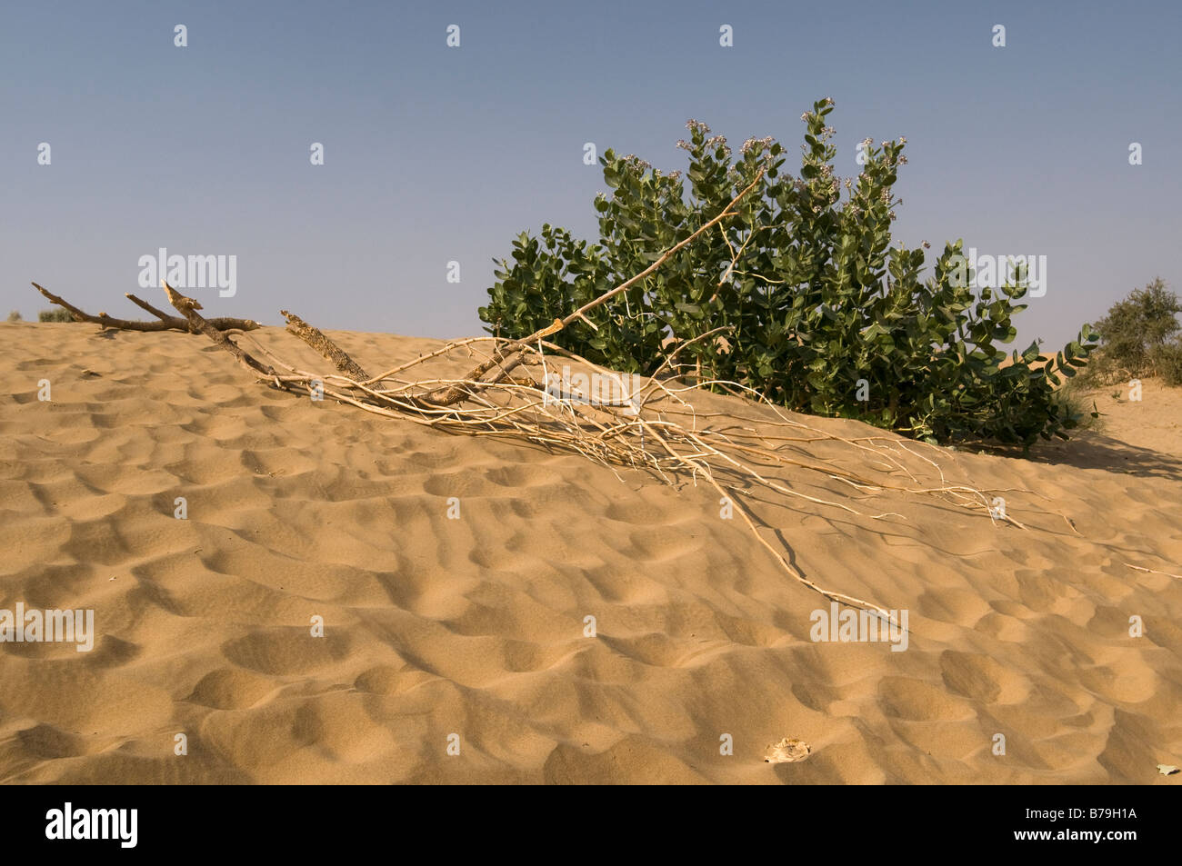 Thar City Tree High Resolution Stock Photography and Images - Alamy