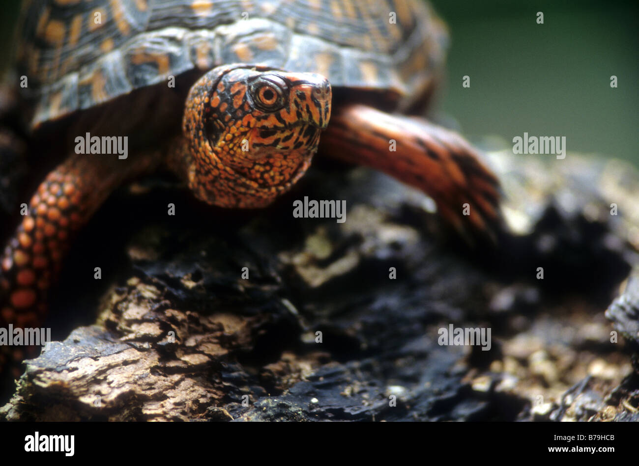 Eastern Box Turtle Terrapene carolina carolina Stock Photo - Alamy