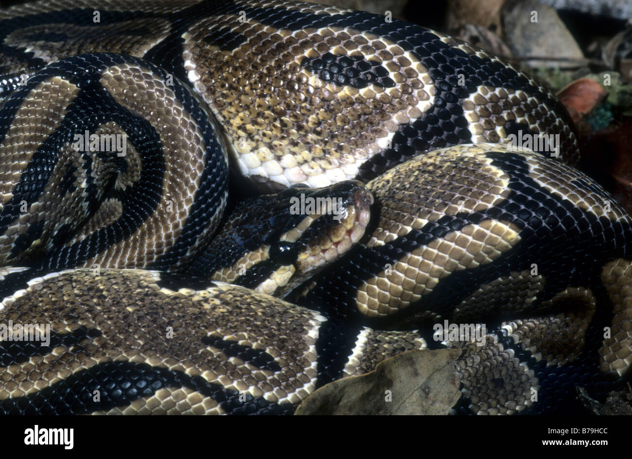 Ball Python (Python regius Stock Photo - Alamy
