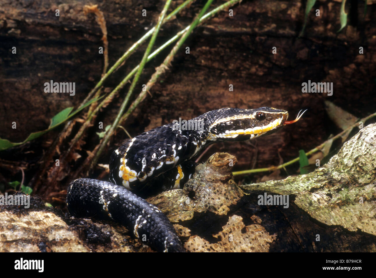 Cantil (Agkistrodon bilineatus bilineatus Stock Photo - Alamy