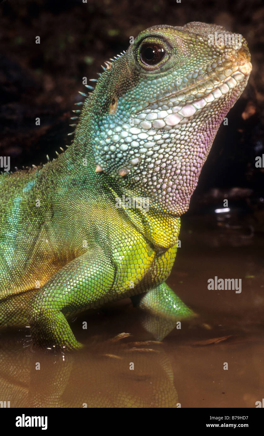 Chinese Water Dragon (Physignathus cocincinus Stock Photo - Alamy