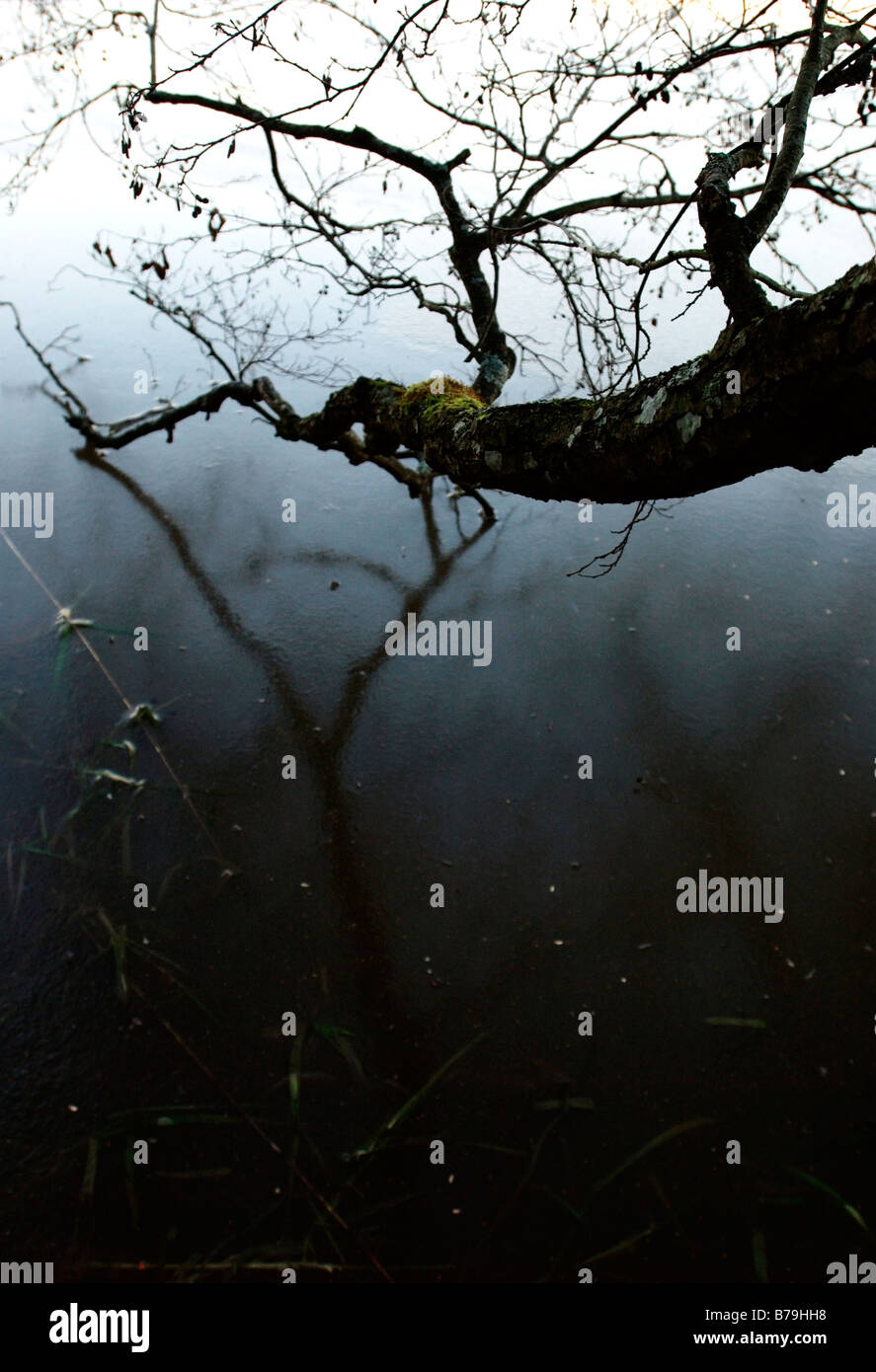 Alder tree branch reflecting on frozen lake surface, Lohja, Finland ...
