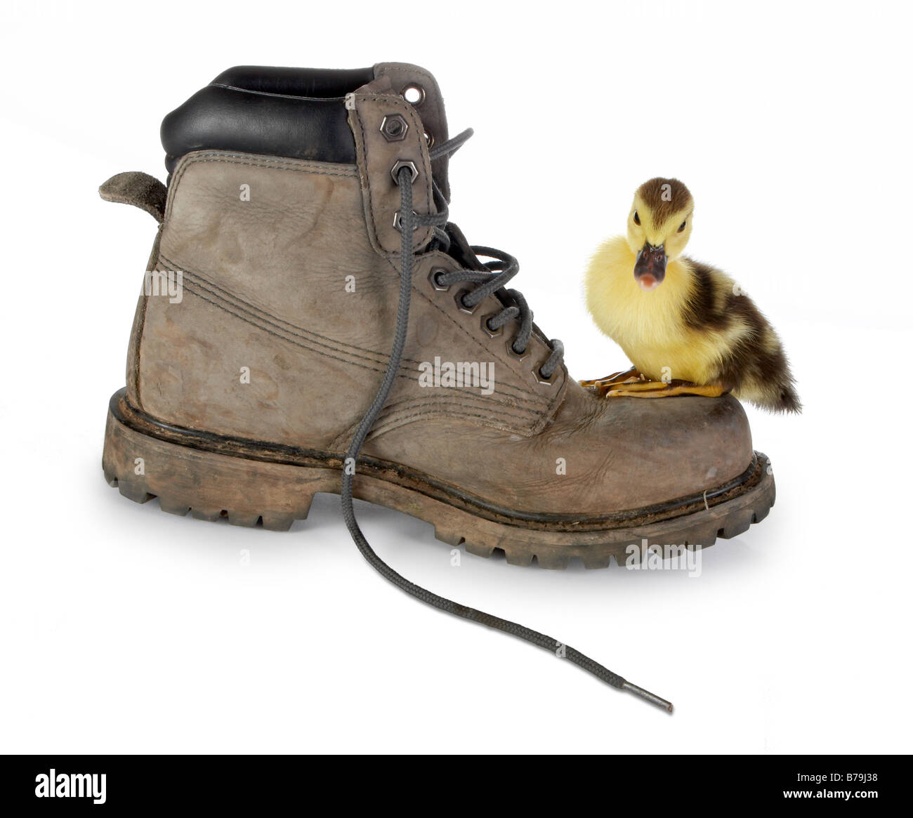 Duck boot Cut Out Stock Images & Pictures - Alamy