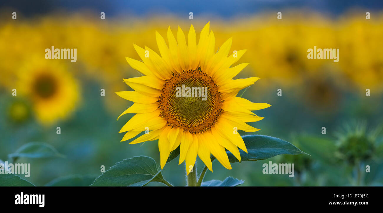 Sunflowers in an Indian field. Grown or the seed crop. Andhra Pradesh ...