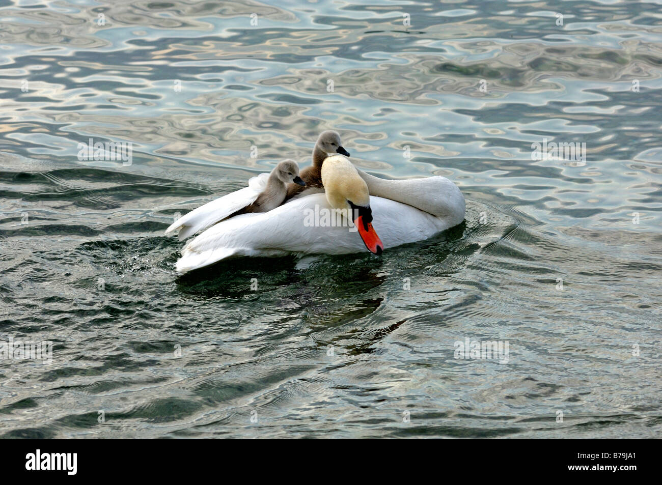 Mute Swan with two chicks on her back Stock Photo - Alamy