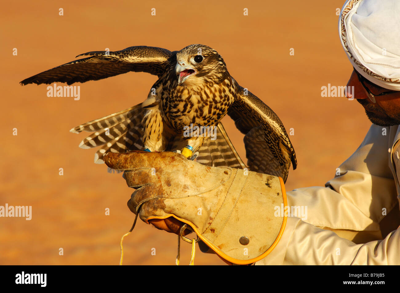 Dubai sheikh falcon hi-res stock photography and images - Alamy