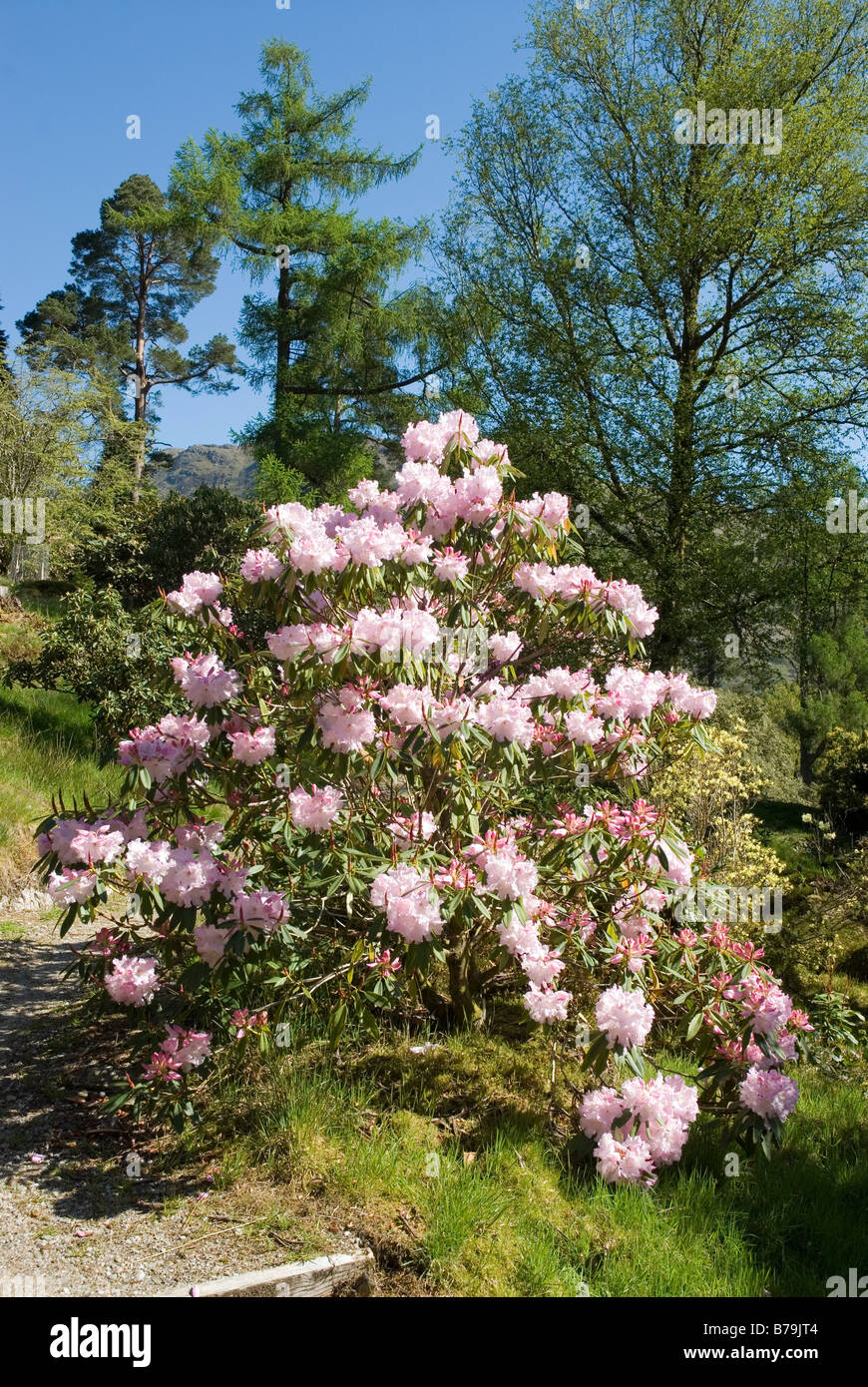 Benmore botanic gardens hi-res stock photography and images - Alamy