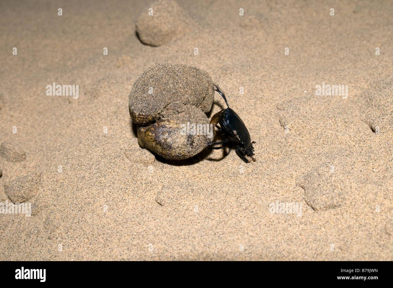 Insect rajasthan hi-res stock photography and images - Alamy