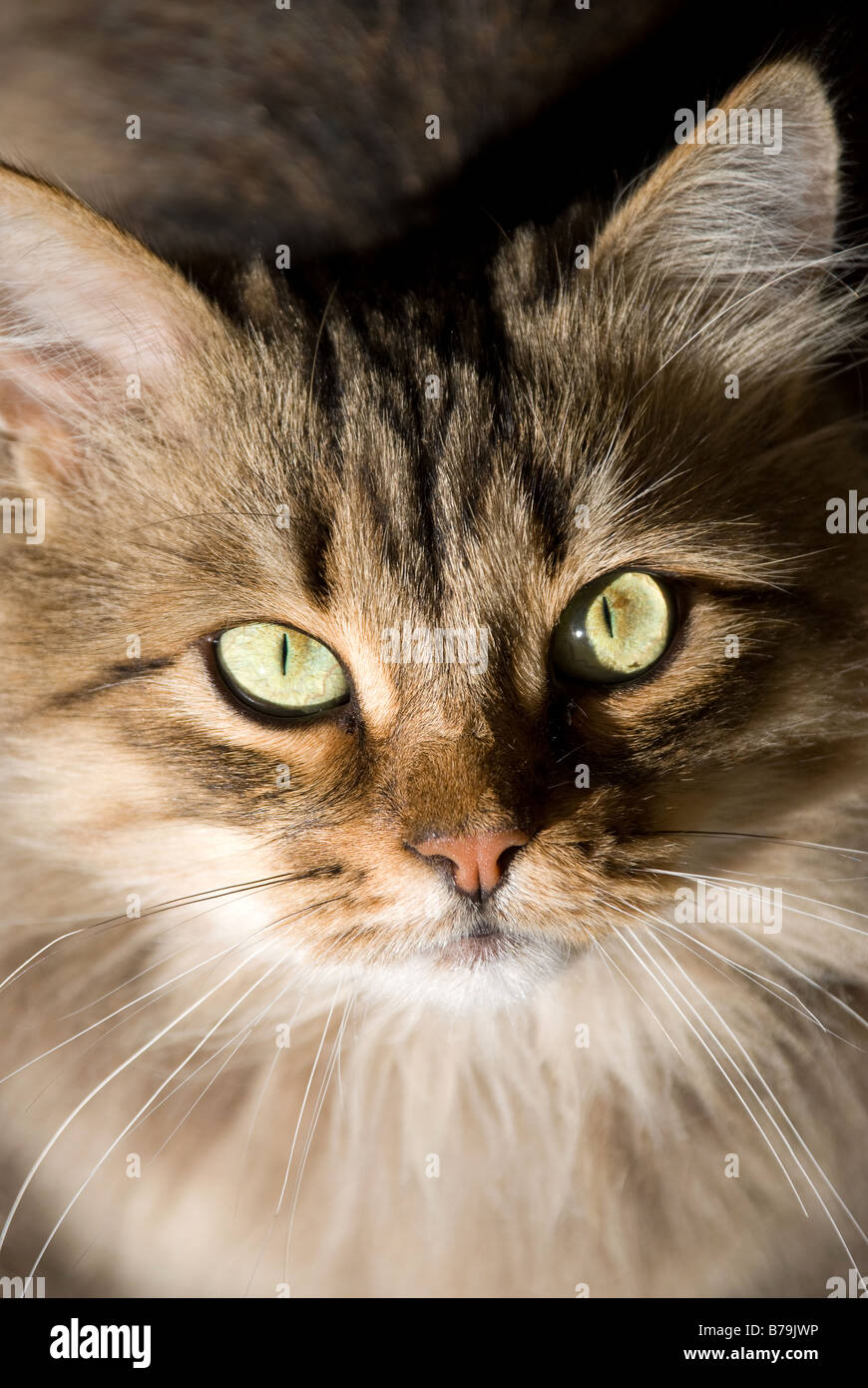 outdoor cat close-up Stock Photo - Alamy