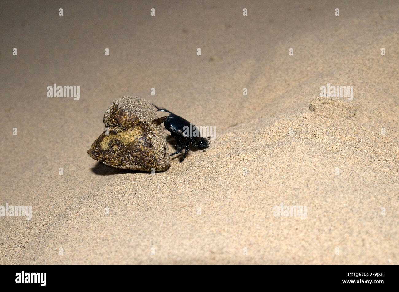 Insect rajasthan hi-res stock photography and images - Alamy