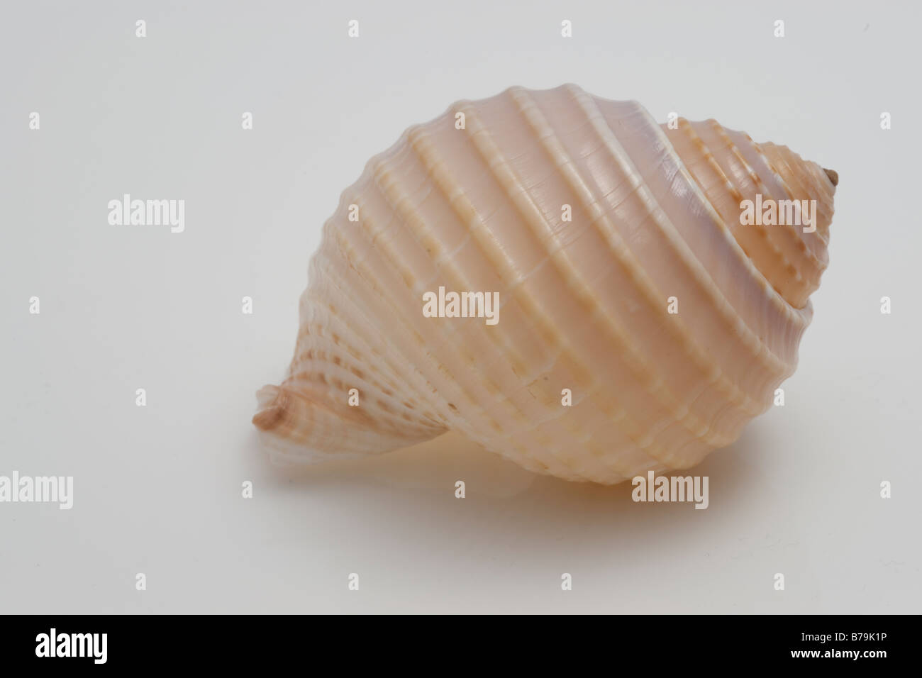 Seashell close up isolated against white Stock Photo - Alamy