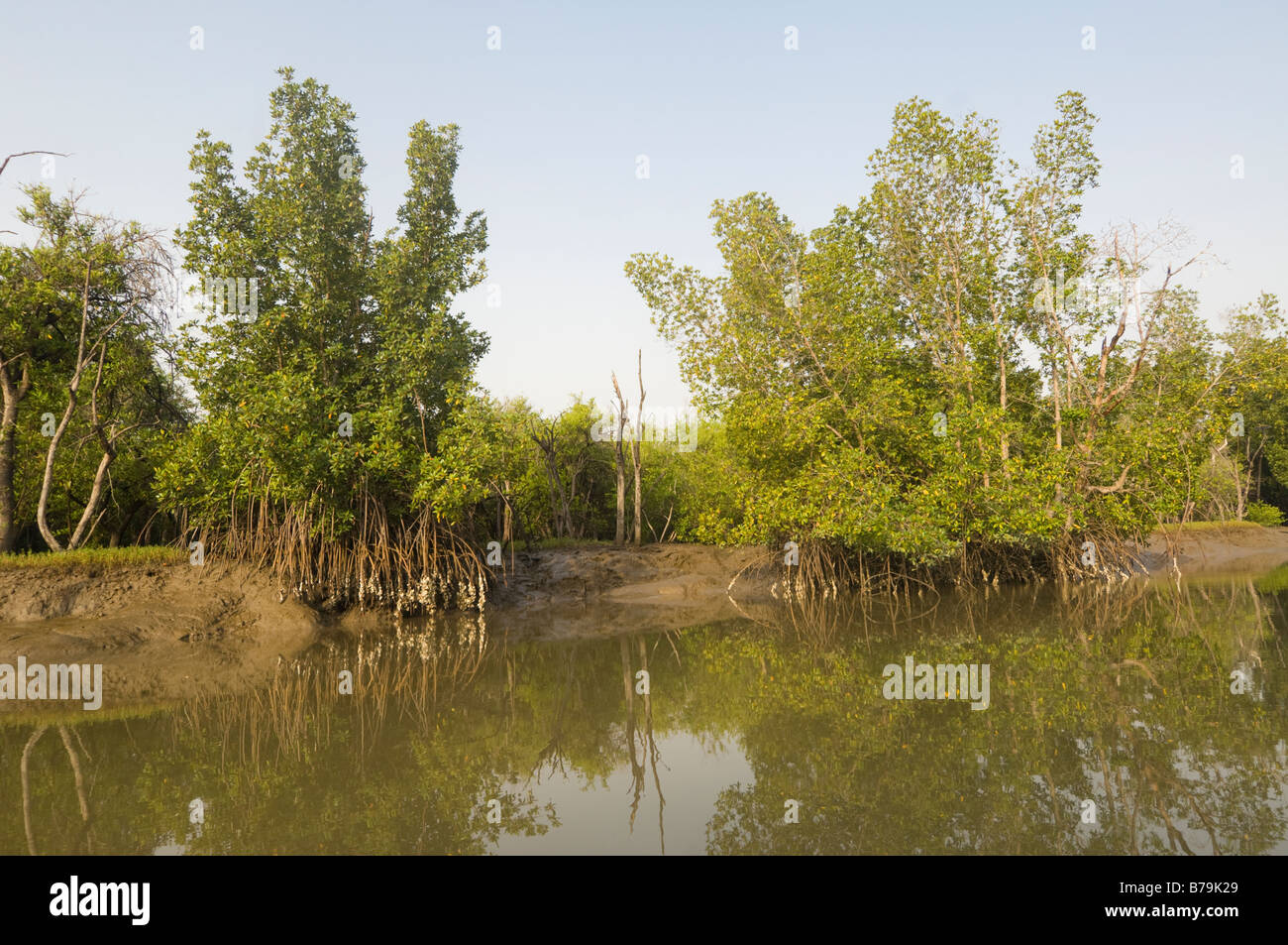Mangrove oysters hi-res stock photography and images - Alamy