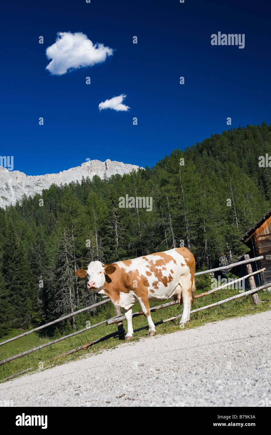 Domestic cow side view walking hi-res stock photography and images - Alamy