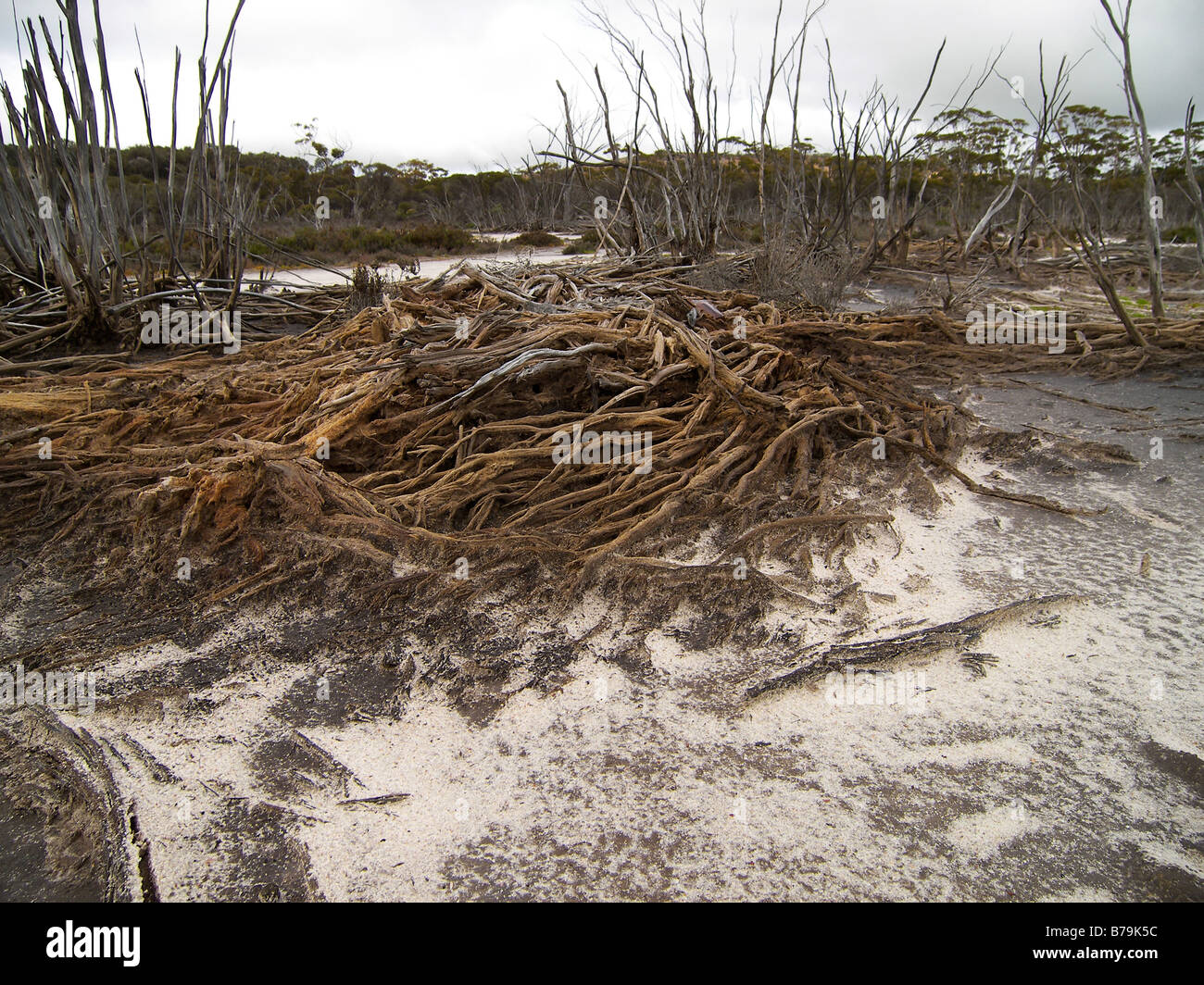 Dead wood caused by salt leaching in the earth Stock Photo - Alamy