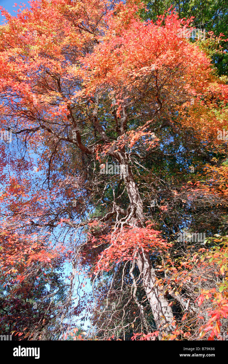 Autumn colours of a Nyssa Sylvatica in Sheffield Park, East Sussex ...