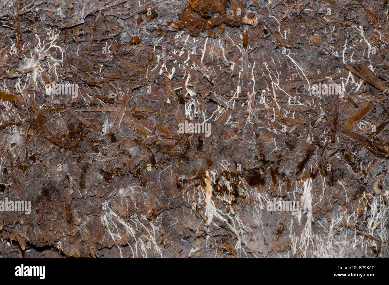 organic substrate colonized by mushroom mycelium (agaricus bisporus ...