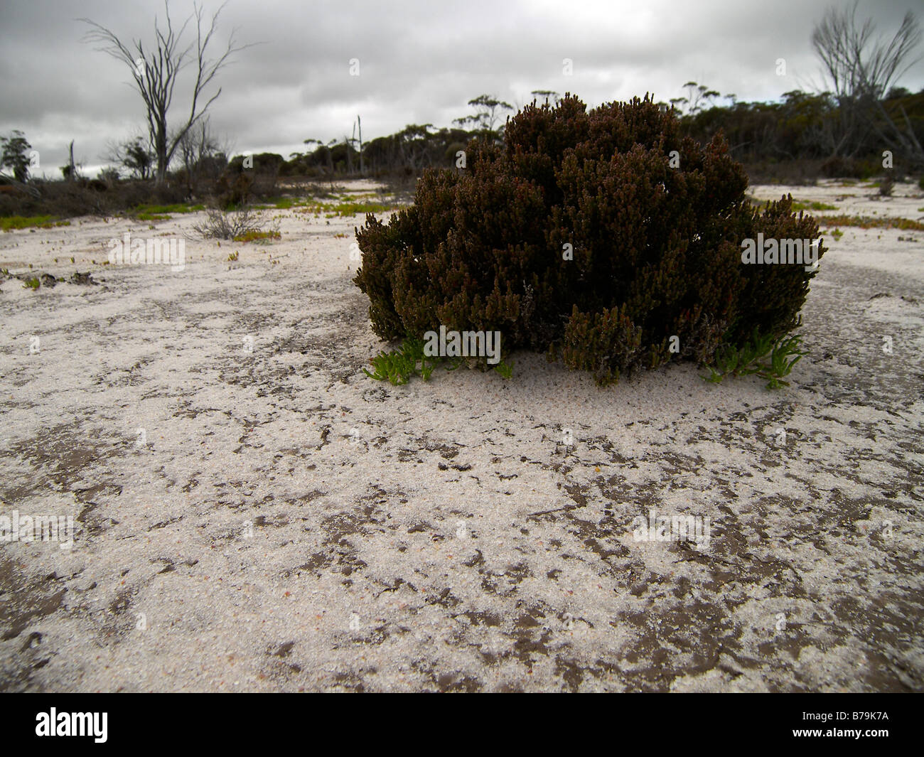 lone bush in draught stricken earth Stock Photo - Alamy