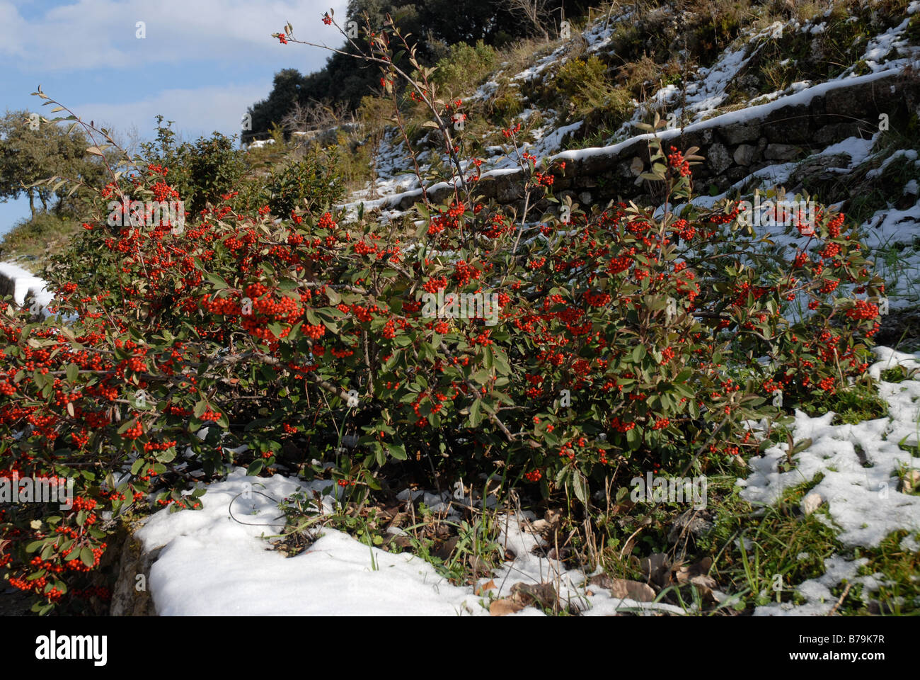Winter berries snow hi-res stock photography and images - Alamy