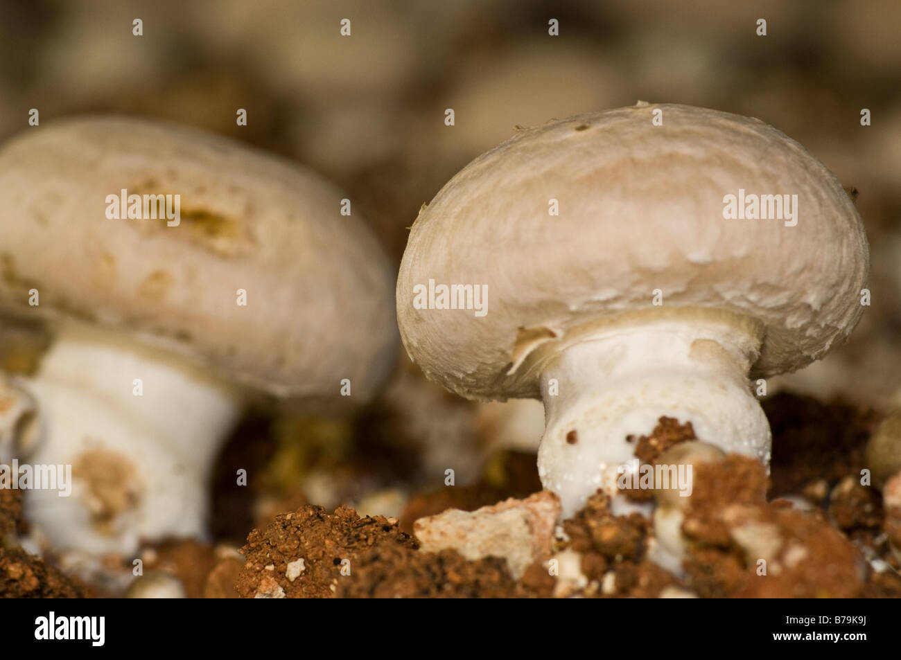 Agaricus Bisporus Portobello mushrooms Stock Photo - Alamy