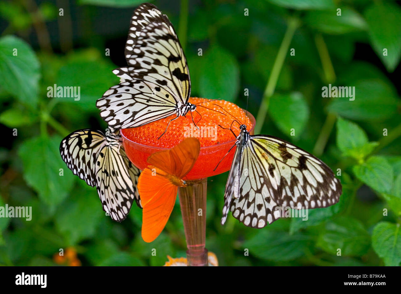 Butterflies feed at a butterfly feeder Stock Photo - Alamy
