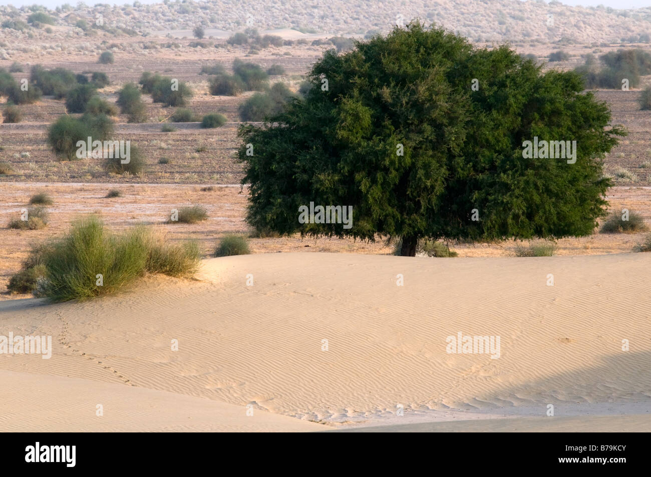 Sand dunes - Thar Desert. Jaisalmer. Rajasthan. India Stock Photo - Alamy