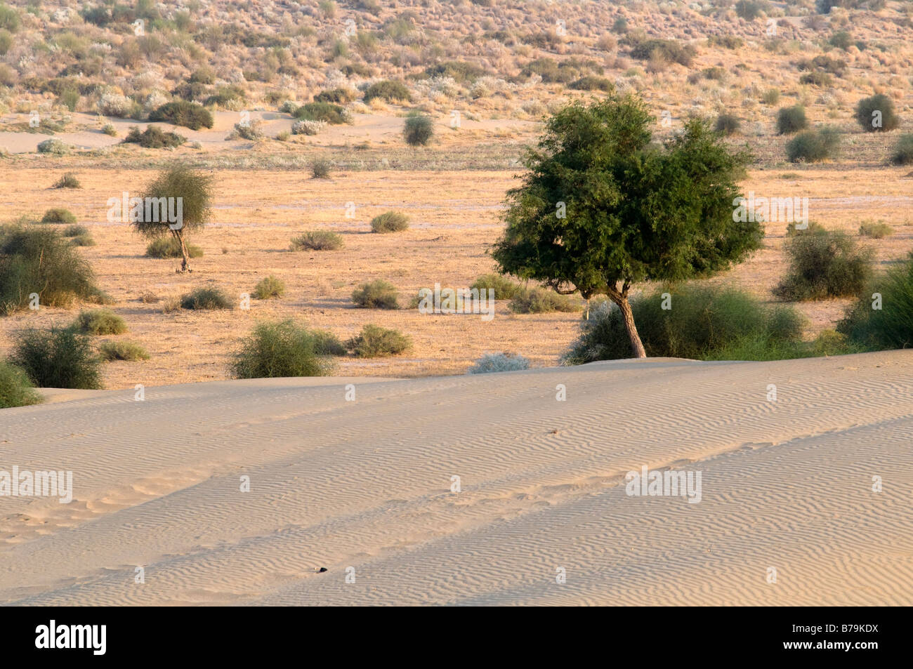 Sand dunes - Thar Desert. Jaisalmer. Rajasthan. India Stock Photo - Alamy
