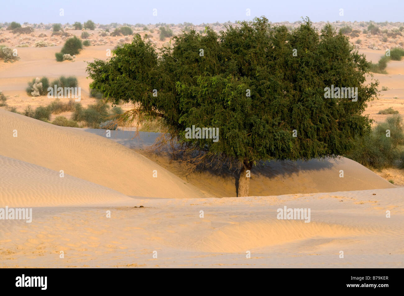 Sand dunes - Thar Desert. Jaisalmer. Rajasthan. India Stock Photo - Alamy