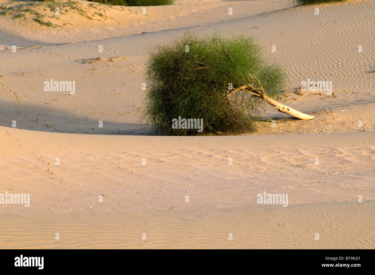 Sand dunes - Thar Desert. Jaisalmer. Rajasthan. India Stock Photo - Alamy