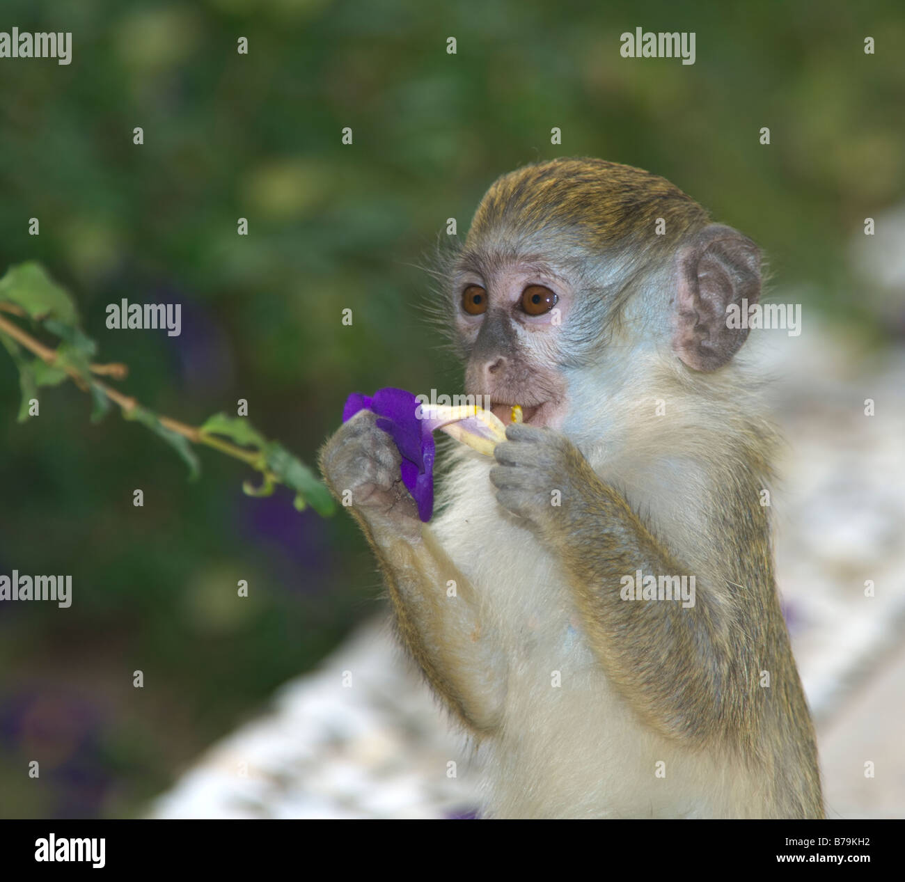 Callithrix monkey green monkey Vervet Monkey Cercopithecus sabaeus ...