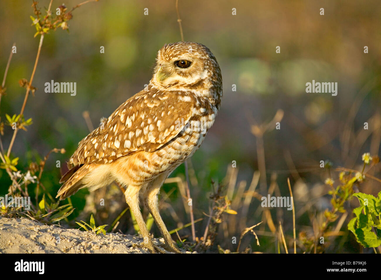 A burrowing owl sits outside it's den in Florida Stock Photo - Alamy