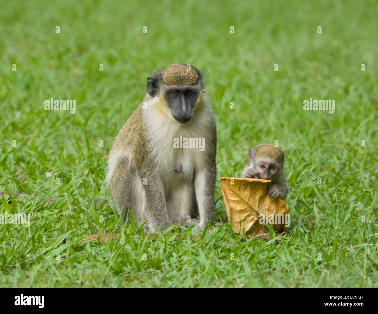 Callithrix Monkey or Green monkey or Vervet Monkey (Cercopithecus ...