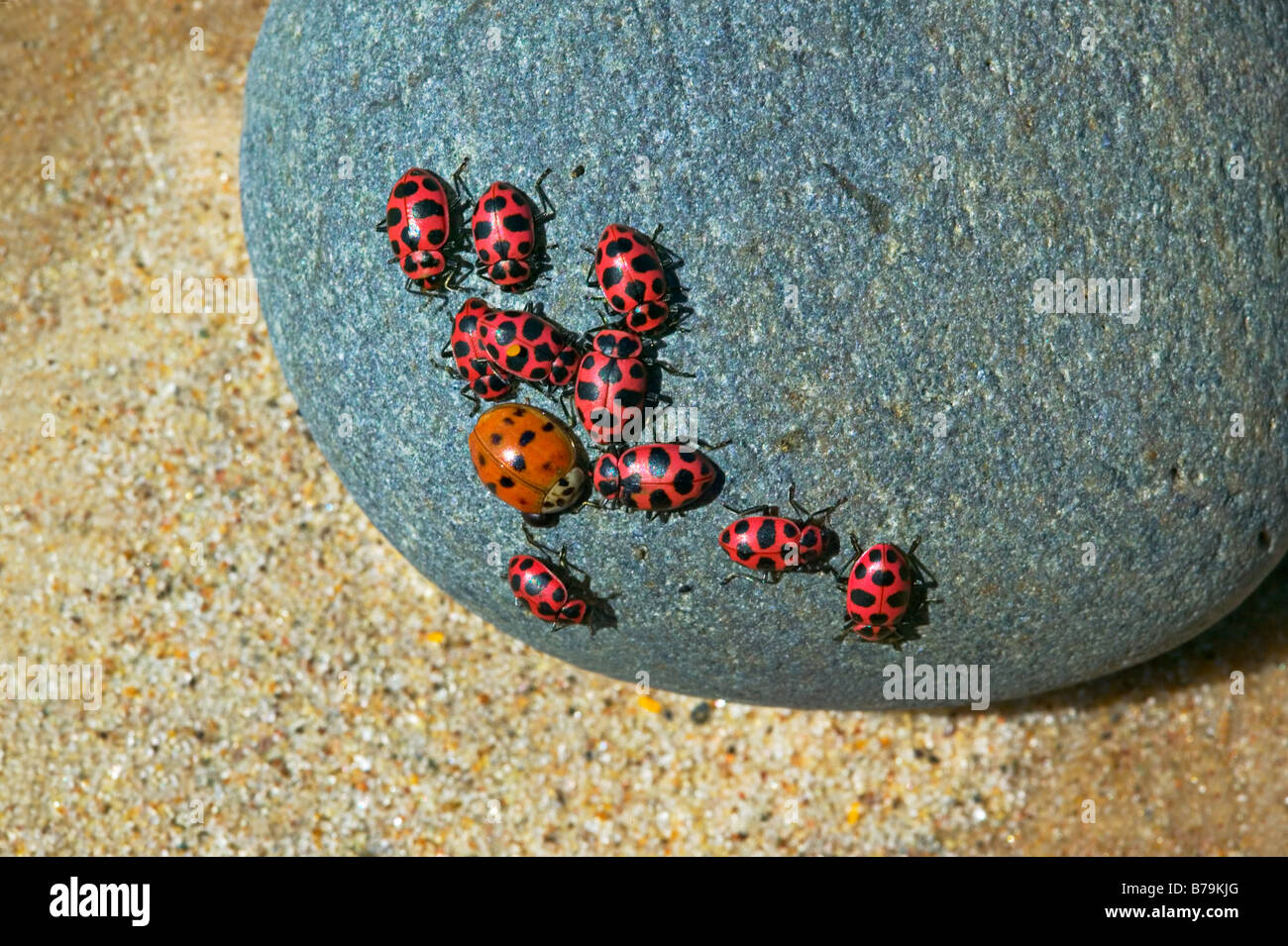 Ladybugs cluster on a rock at the beach Stock Photo - Alamy