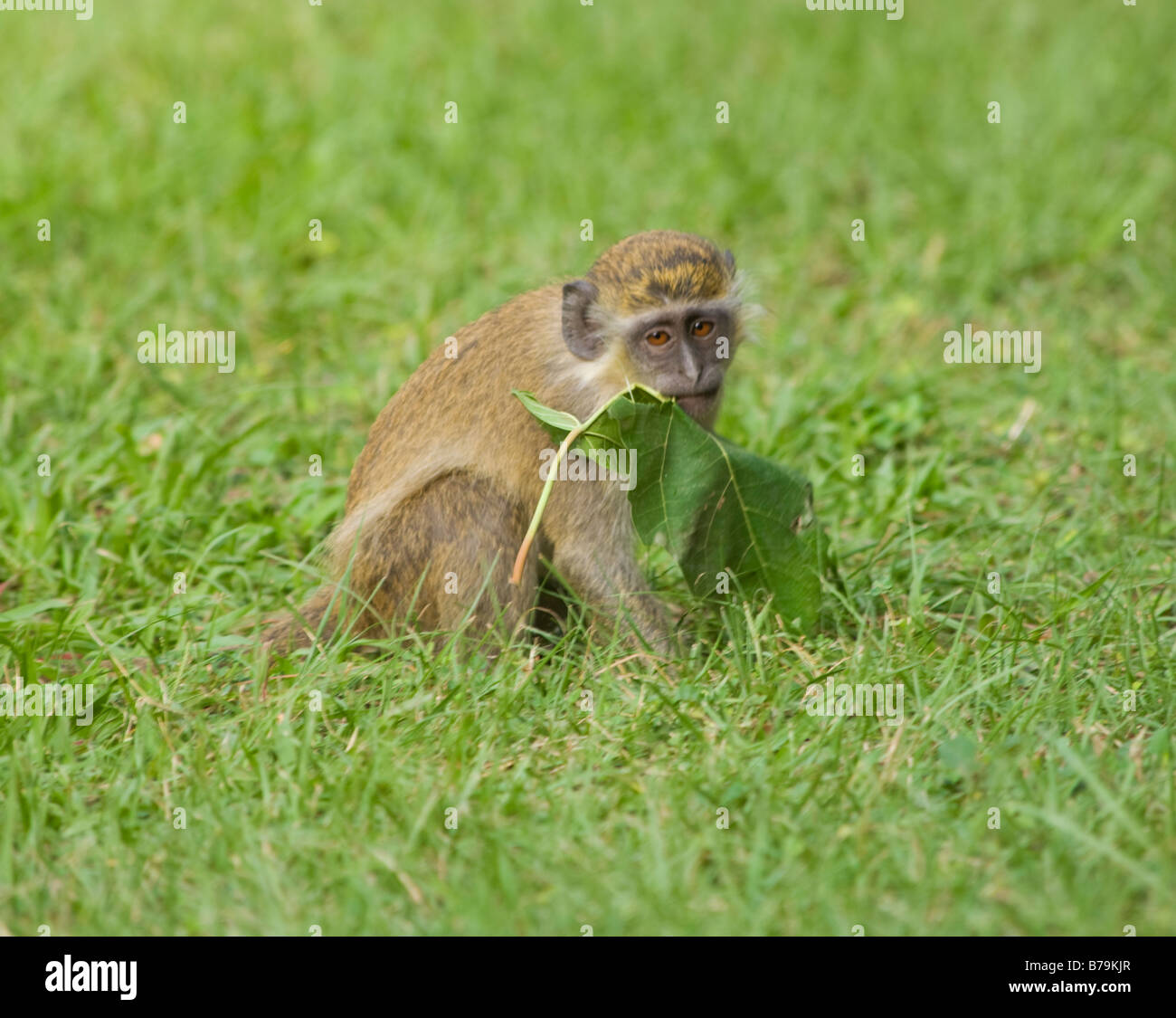 Callithrix monkey Green monkey Vervet Monkey Cercopithecus sabaeus ...