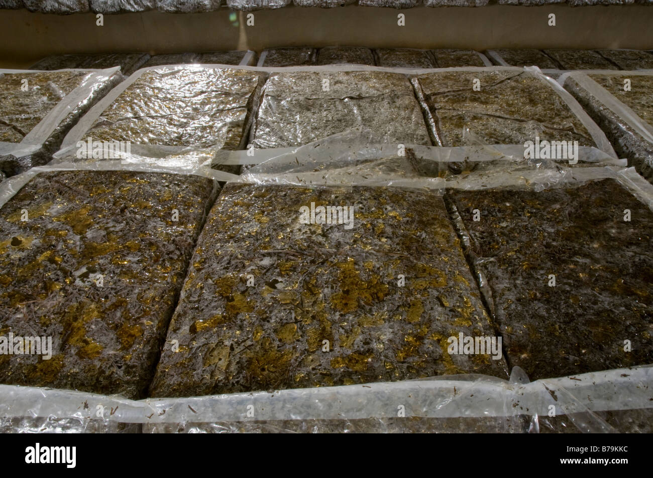 Mycelium hi-res stock photography and images - Alamy