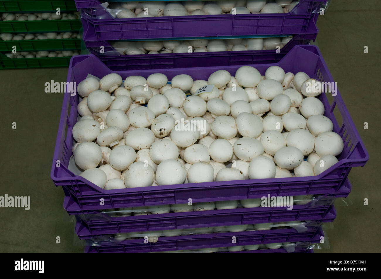 Lamella mushrooms hi-res stock photography and images - Alamy